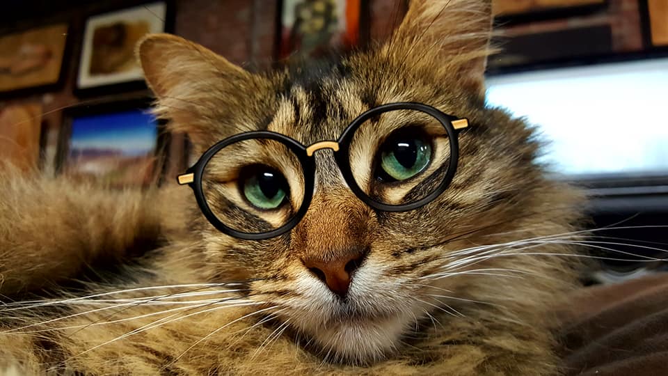 Studio Cats – LB Shibari Dojo