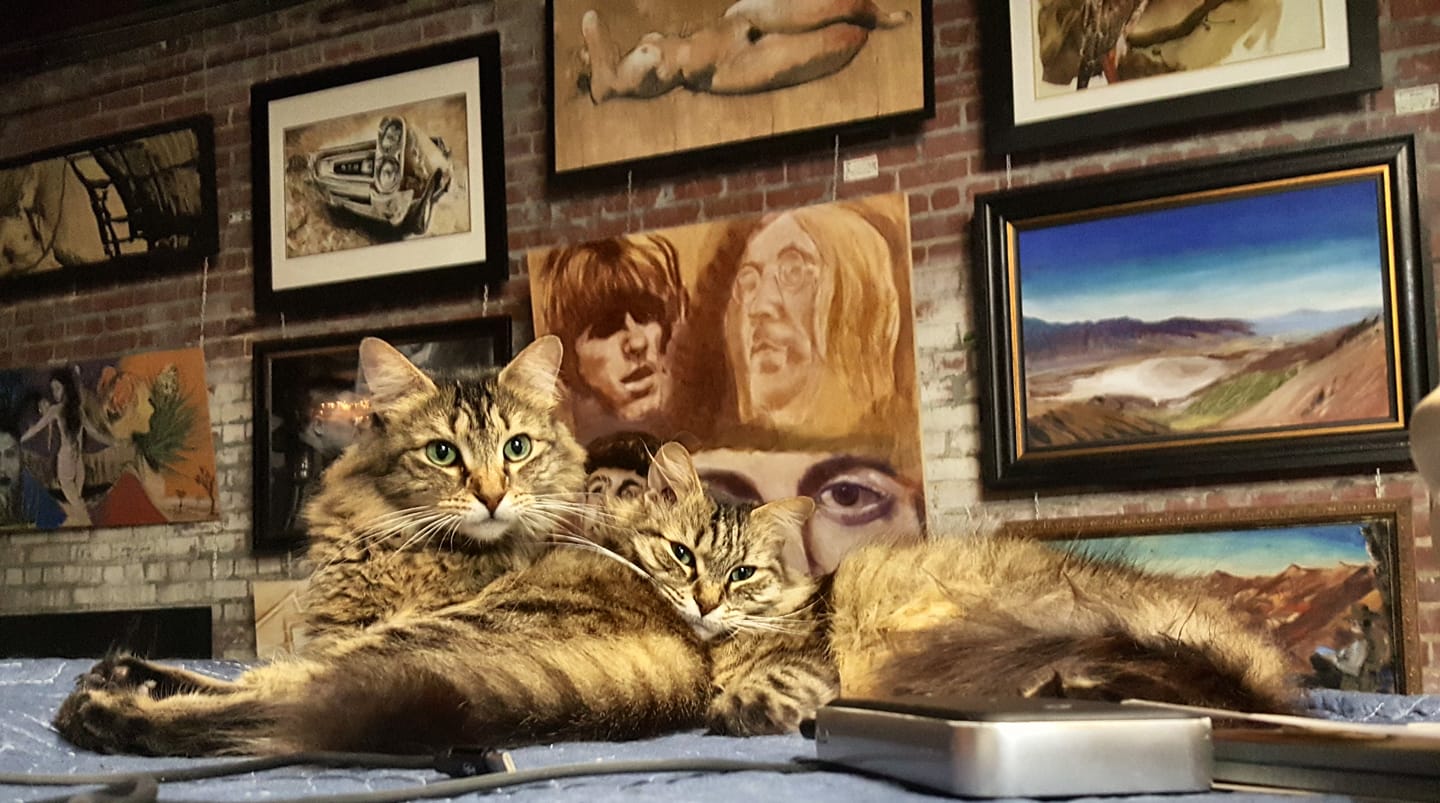 Studio Cats – LB Shibari Dojo