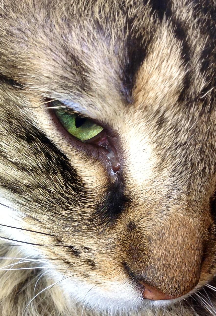 Studio Cats – LB Shibari Dojo